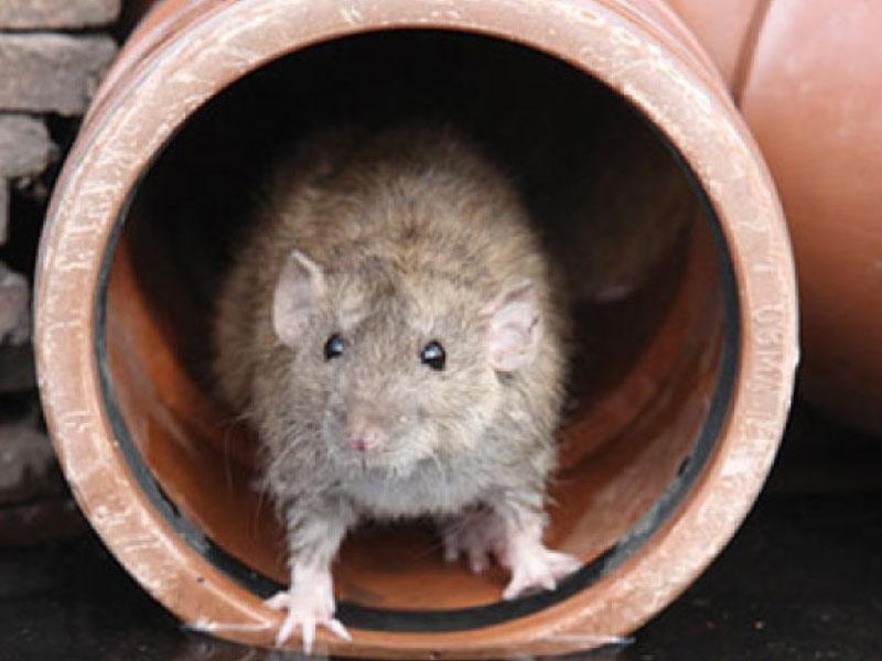 Rodent Resistant Braided Sleeving
